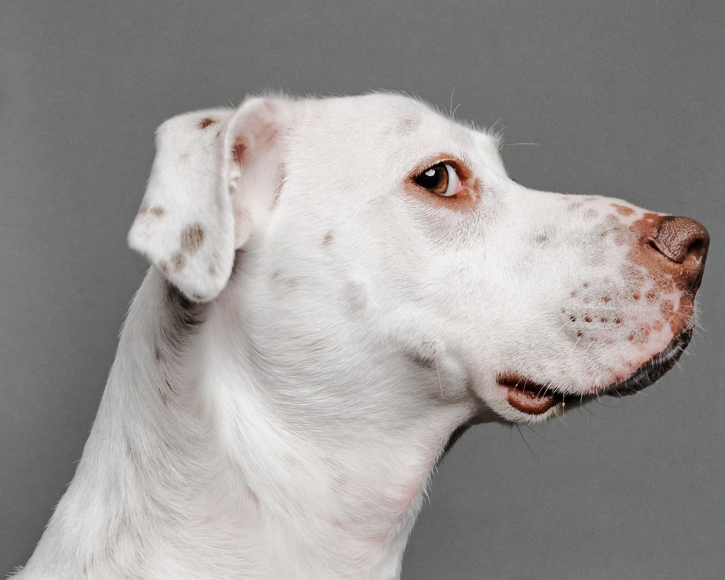 Why professional dog portraits matter and how you can benefit from ...